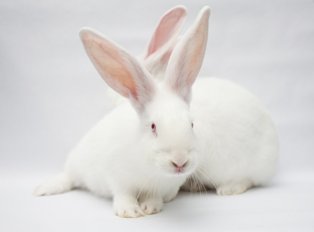 Los Angeles Rabbits | Los Angeles Rabbit Foundation