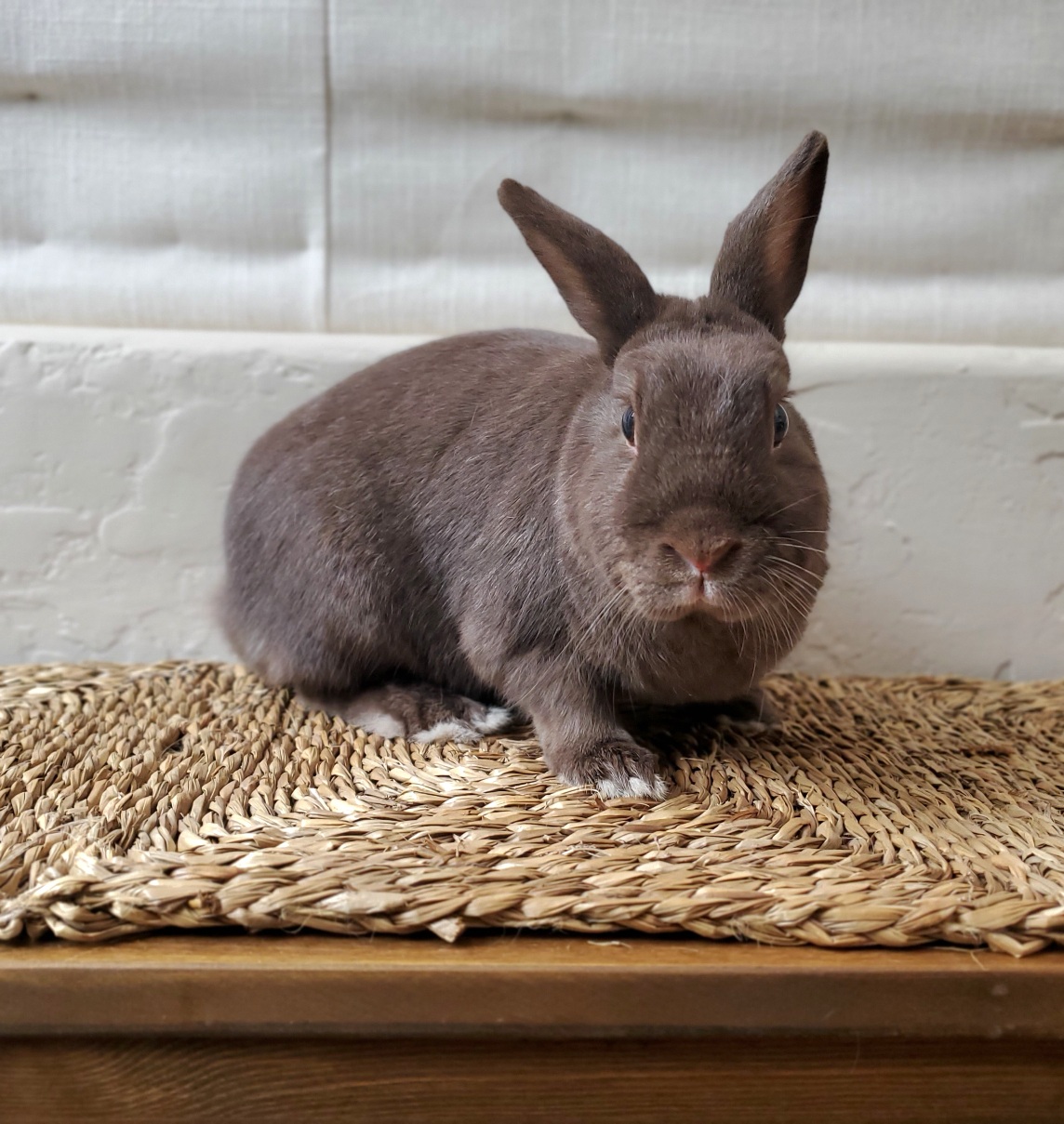 Belly | Los Angeles Rabbits