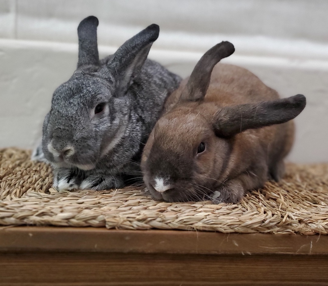 Earl Grey & Latte | Los Angeles Rabbits
