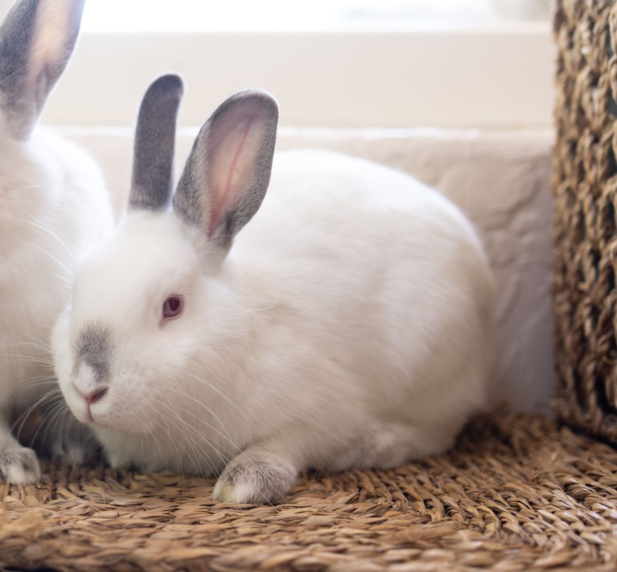 Finneas | Los Angeles Rabbits