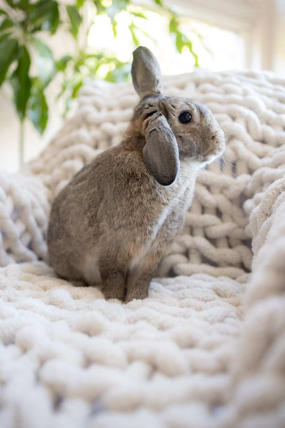 Javi | Los Angeles Rabbits