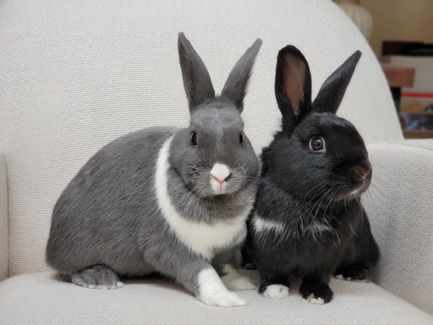 Kiki & Gigi | Los Angeles Rabbits