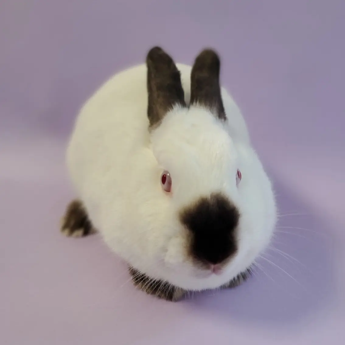 Mama Bean | Los Angeles Rabbits