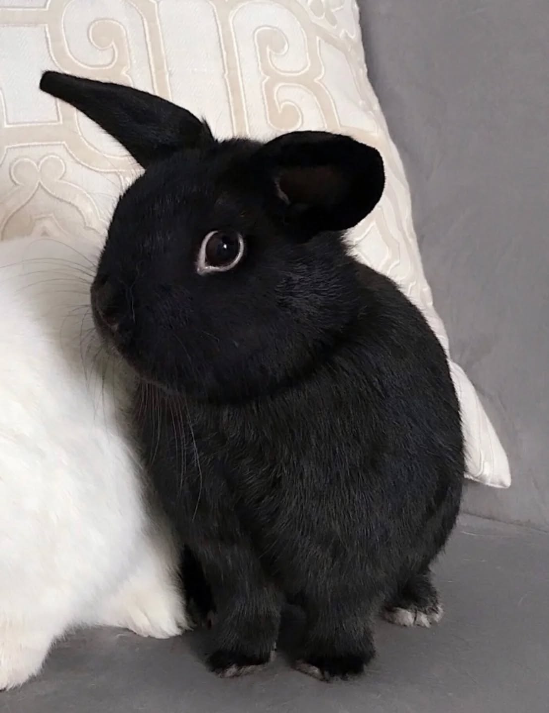 Pepper | Los Angeles Rabbits