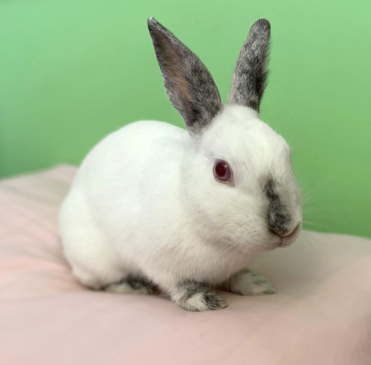 Los Angeles Rabbits | Petra