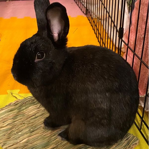 Los Angeles Rabbits | Adopt