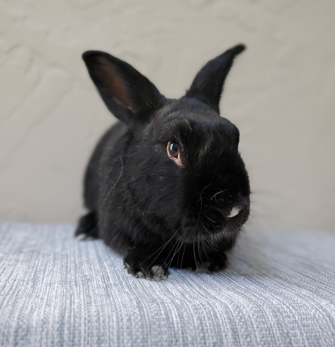 Star MVR | Los Angeles Rabbits