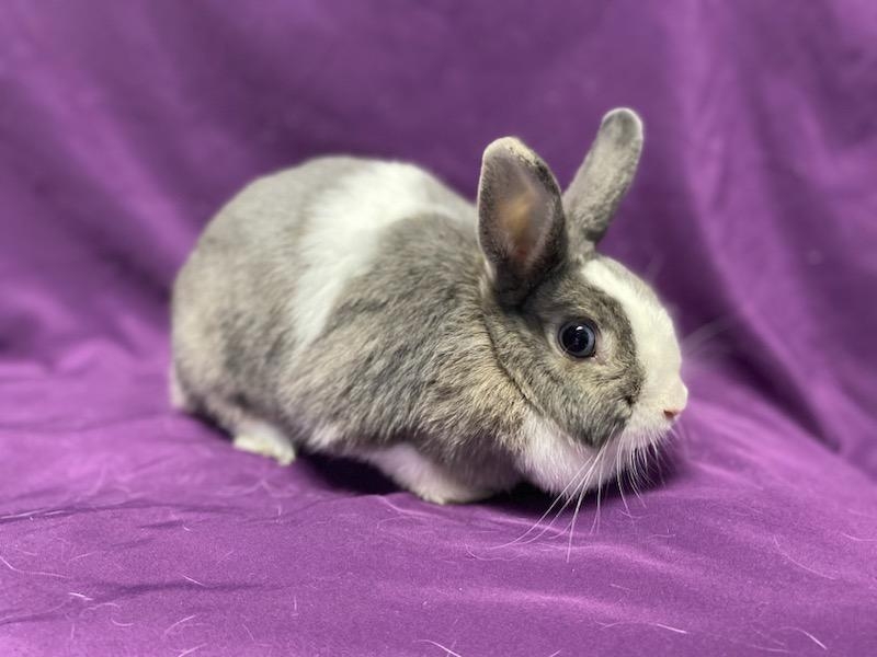 Suki | Los Angeles Rabbits