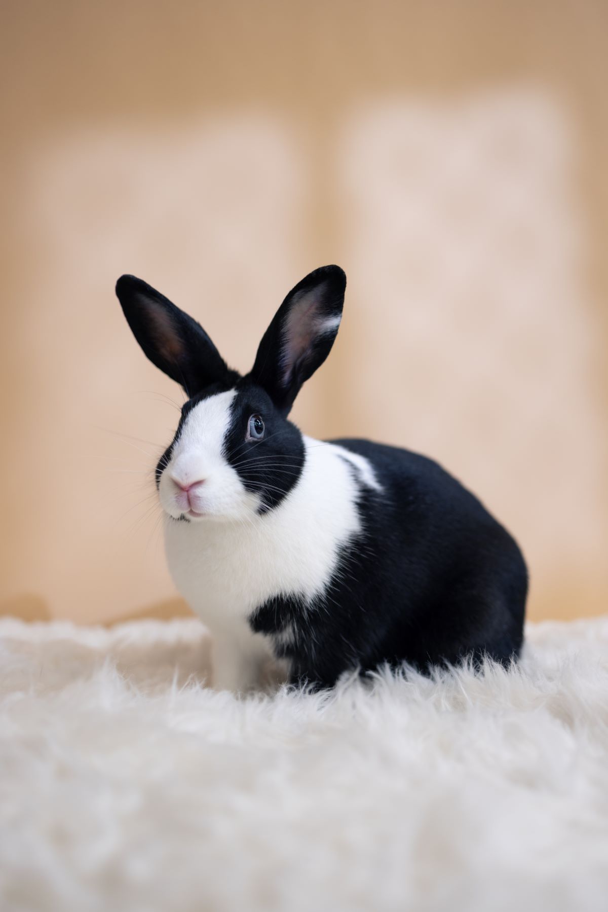 Zuri | Los Angeles Rabbits